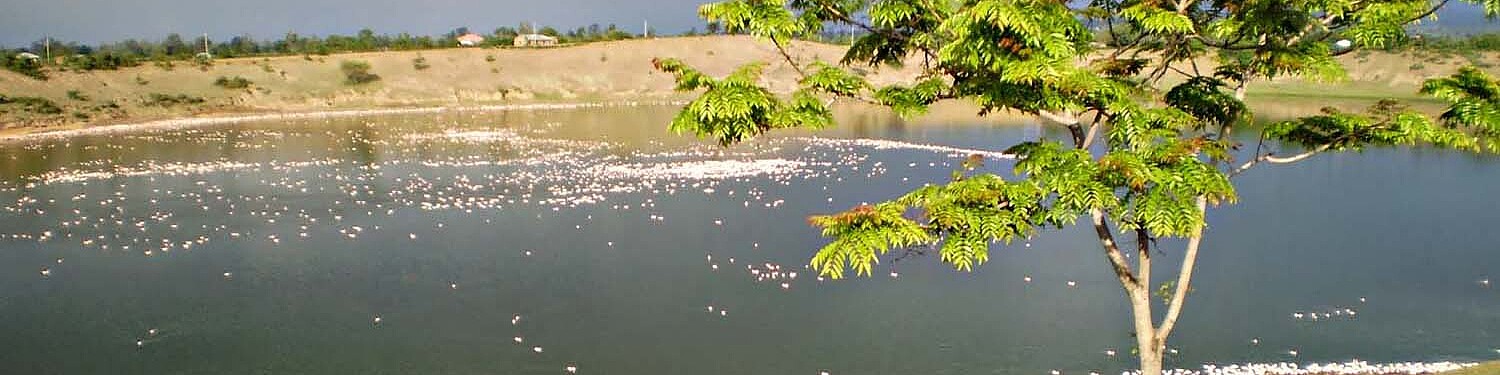 Lake Simbi National Sanctuary: The Untapped Beauty in HomaBay county ...